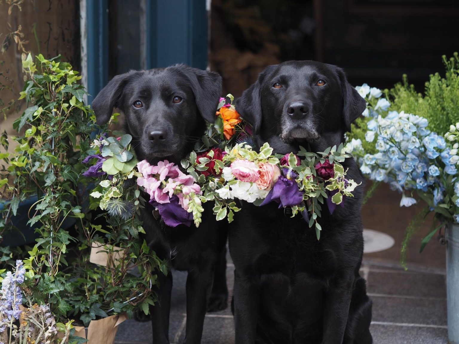 St Giles Animal Welfare - Caring for abandoned, abused & displaced pets