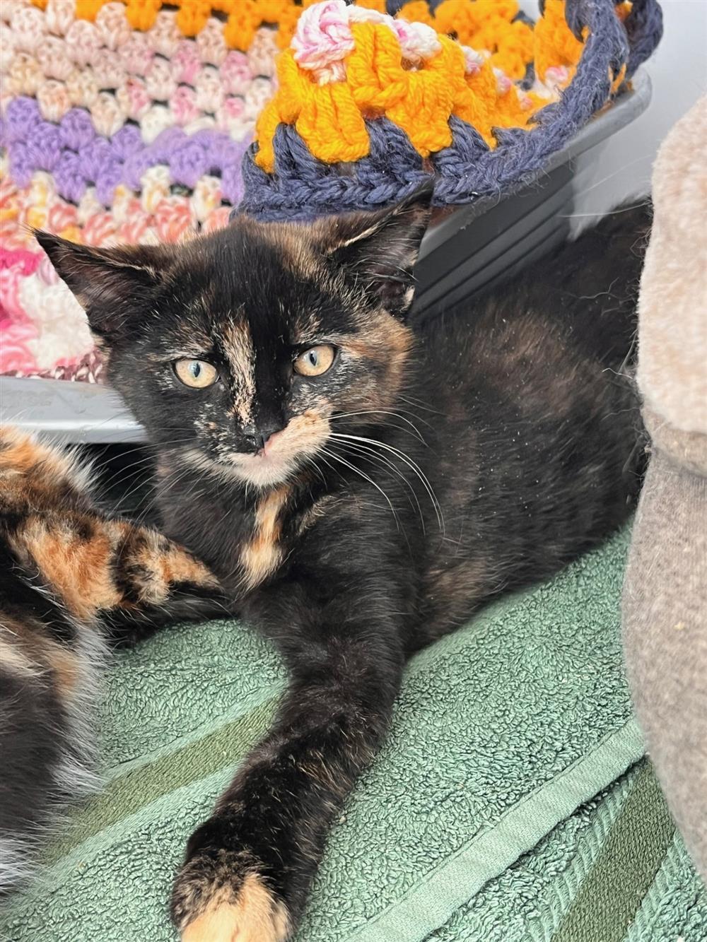 Adoptions - St Giles Animal Welfare