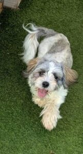 Liquorice - St Giles Animal Welfare