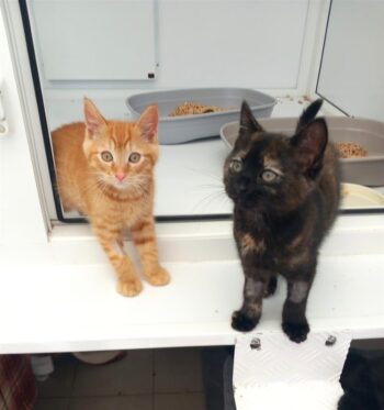 Sox & Trixie - St Giles Animal Welfare